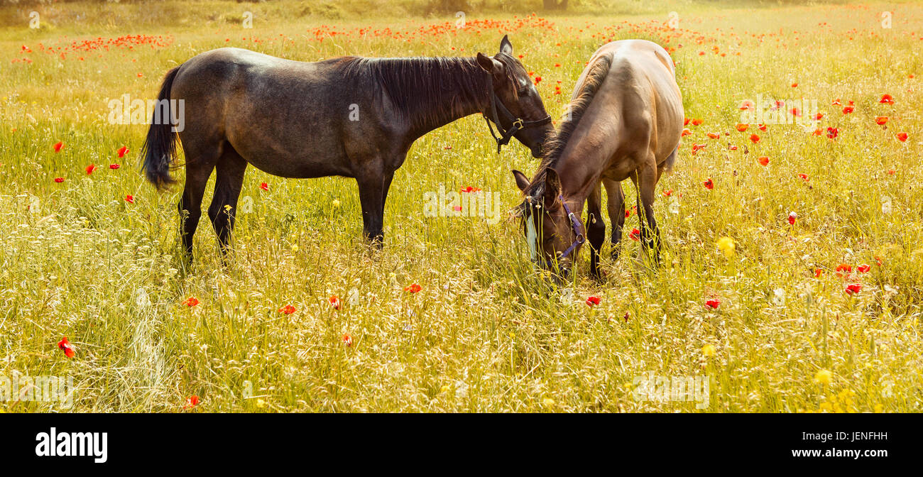 Two colored horses hi-res stock photography and images - Alamy