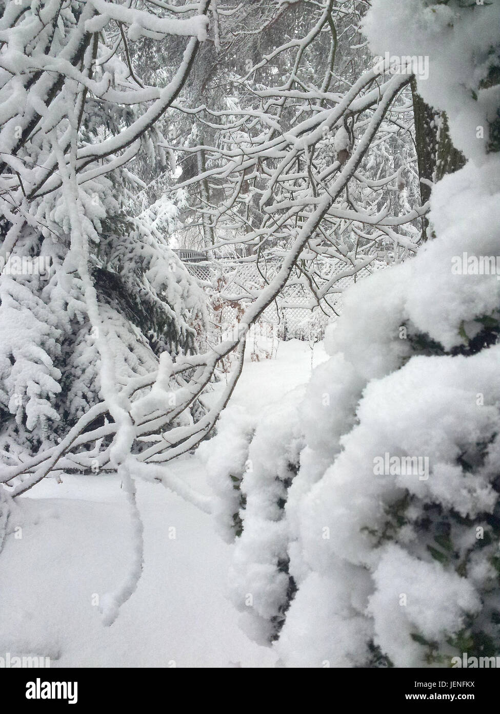 Snow white winter. Heavy snow, snowstorms. Branches bend from wet ...