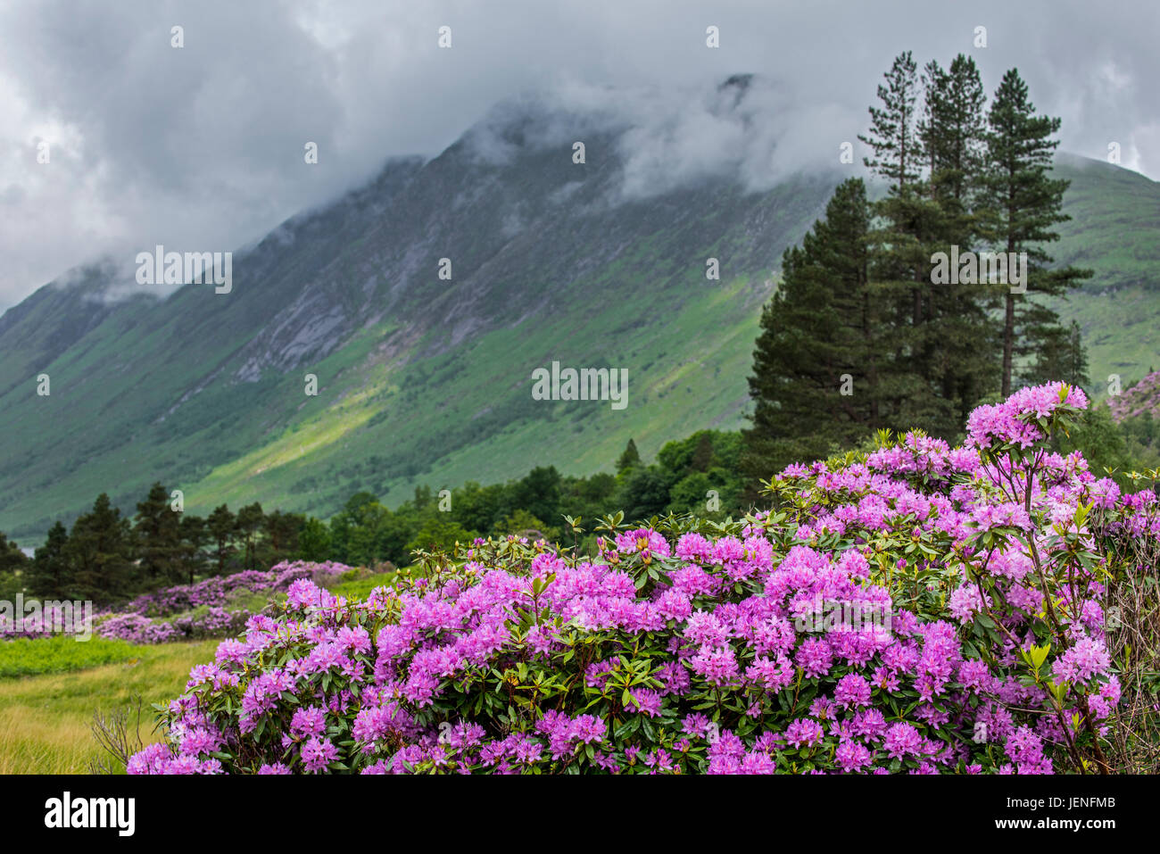 Species rhododendrons hi-res stock photography and images - Alamy