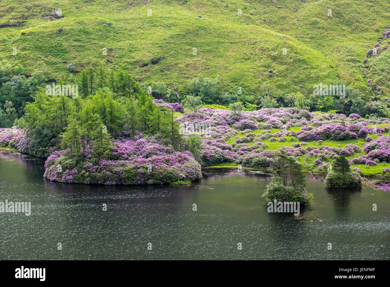 Pontic rhododendrons hi-res stock photography and images - Alamy
