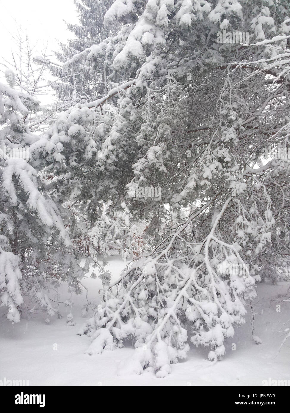 Snow white winter. Heavy snow, snowstorms. Branches bend from wet ...