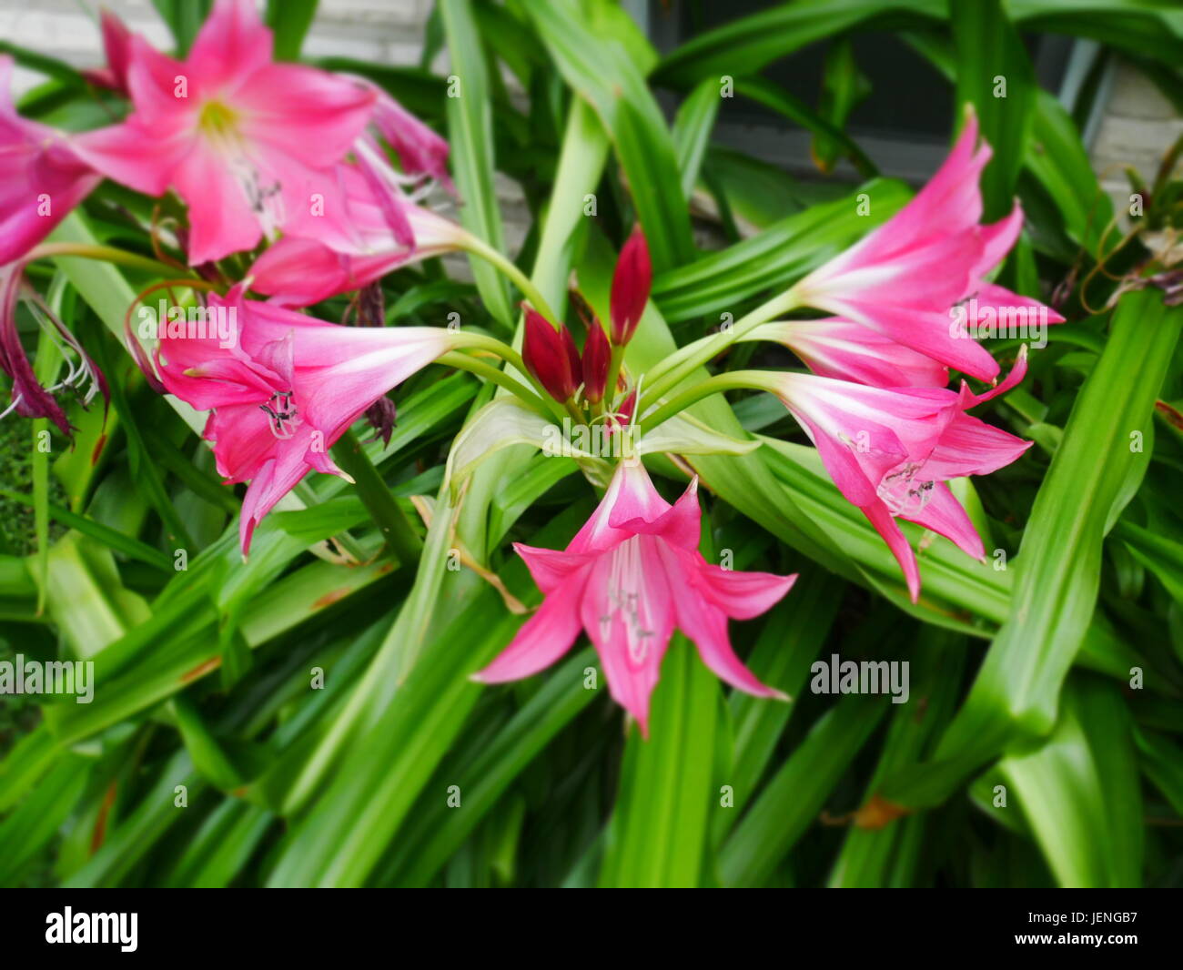 Long green leaves hi-res stock photography and images - Alamy