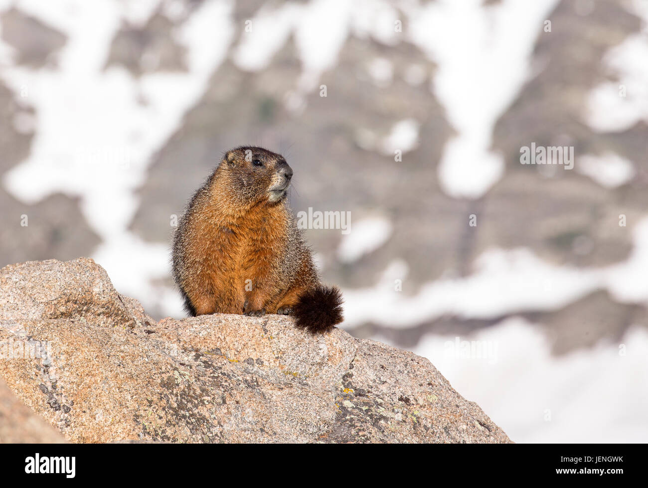 Alpine Marmot - Rocky Mountains National Park, Colorado Stock Photo - Alamy