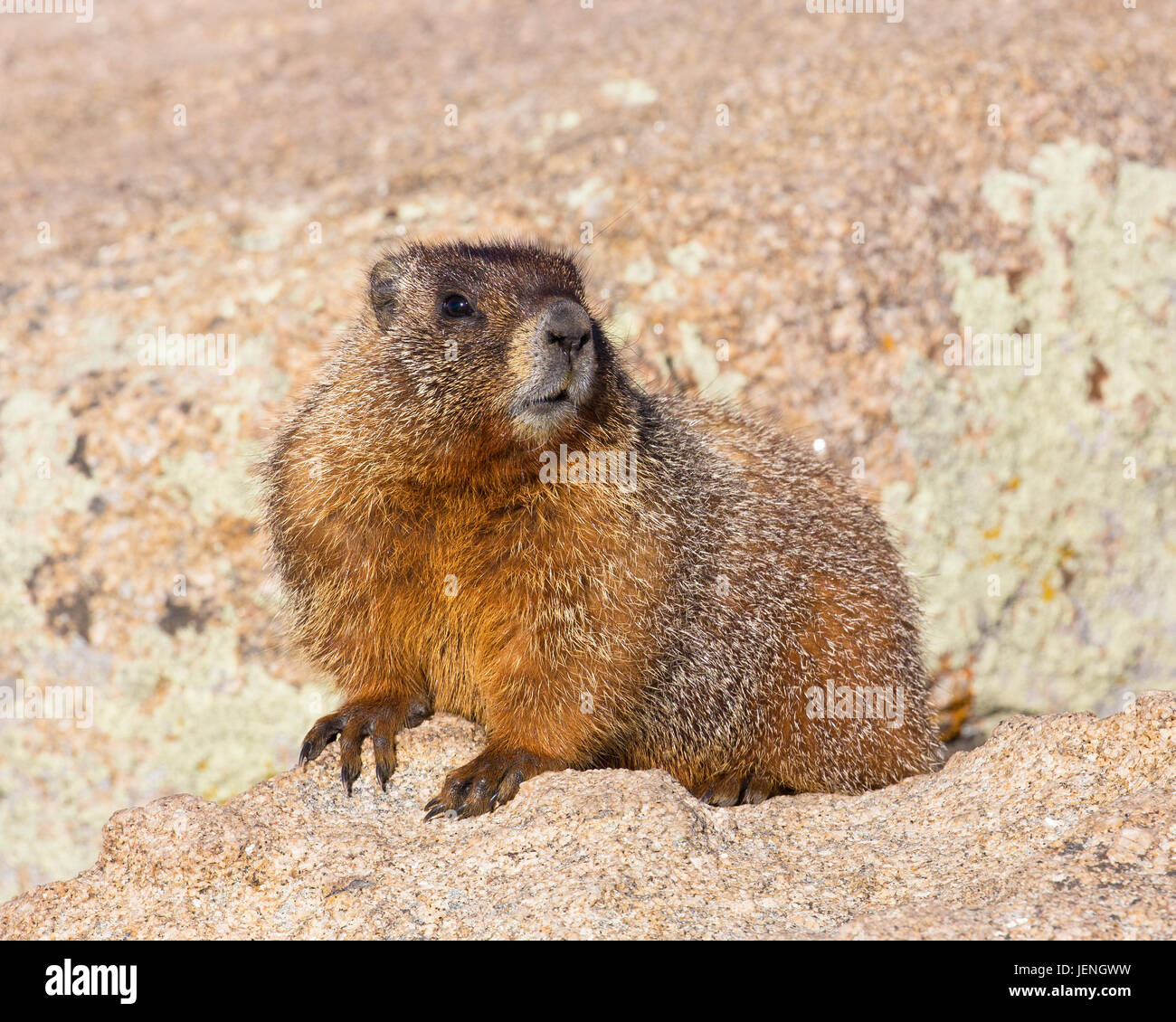 Alpine Marmot - Rocky Mountains National Park, Colorado Stock Photo - Alamy