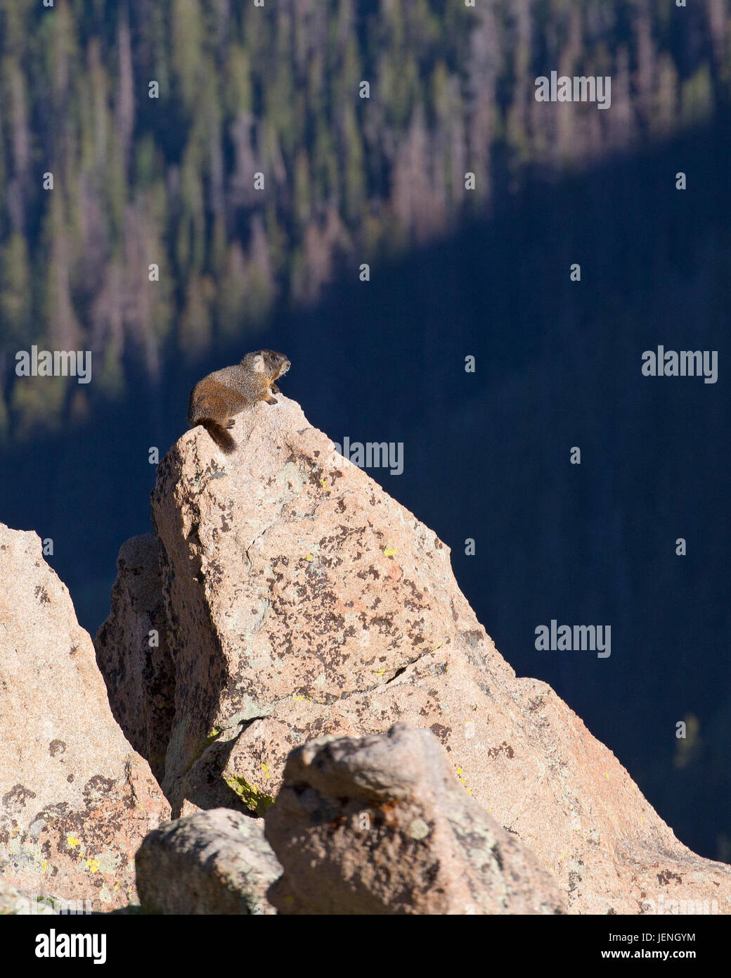 Alpine Marmot - Rocky Mountains National Park, Colorado Stock Photo - Alamy