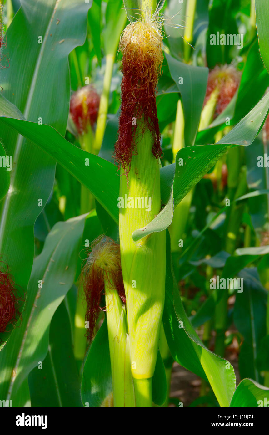 Corn stalk field close hi-res stock photography and images - Alamy