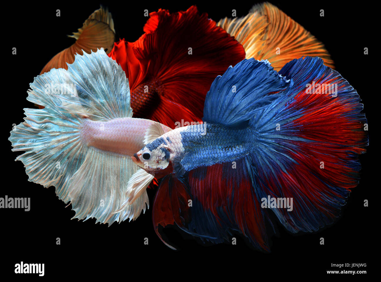 Mixed colorful fancy betta saimese fighting fish motion and colour in ...