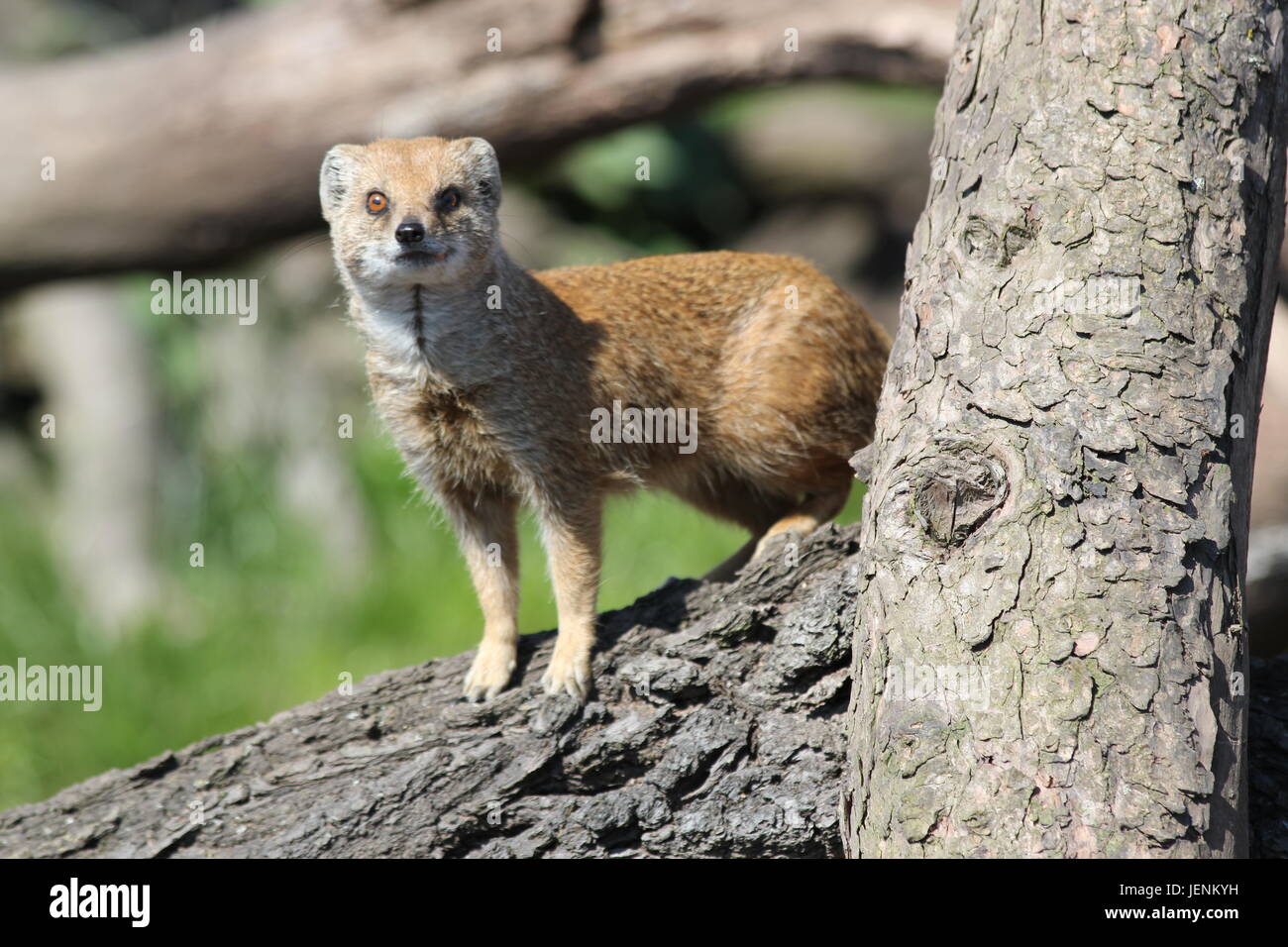 Red mongoose hi-res stock photography and images - Alamy