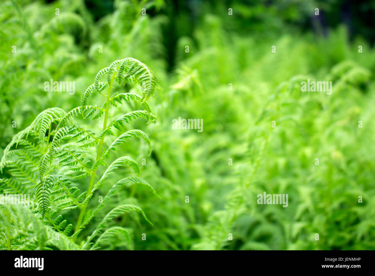 wild fern in forest for background Stock Photo - Alamy