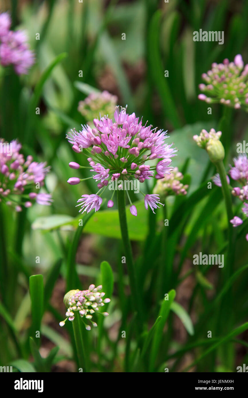Ornamental Onion Allium millenium Stock Photo - Alamy