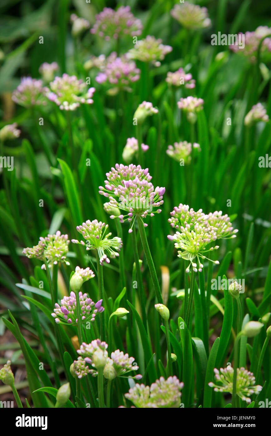 Ornamental Onion Allium millenium Stock Photo - Alamy