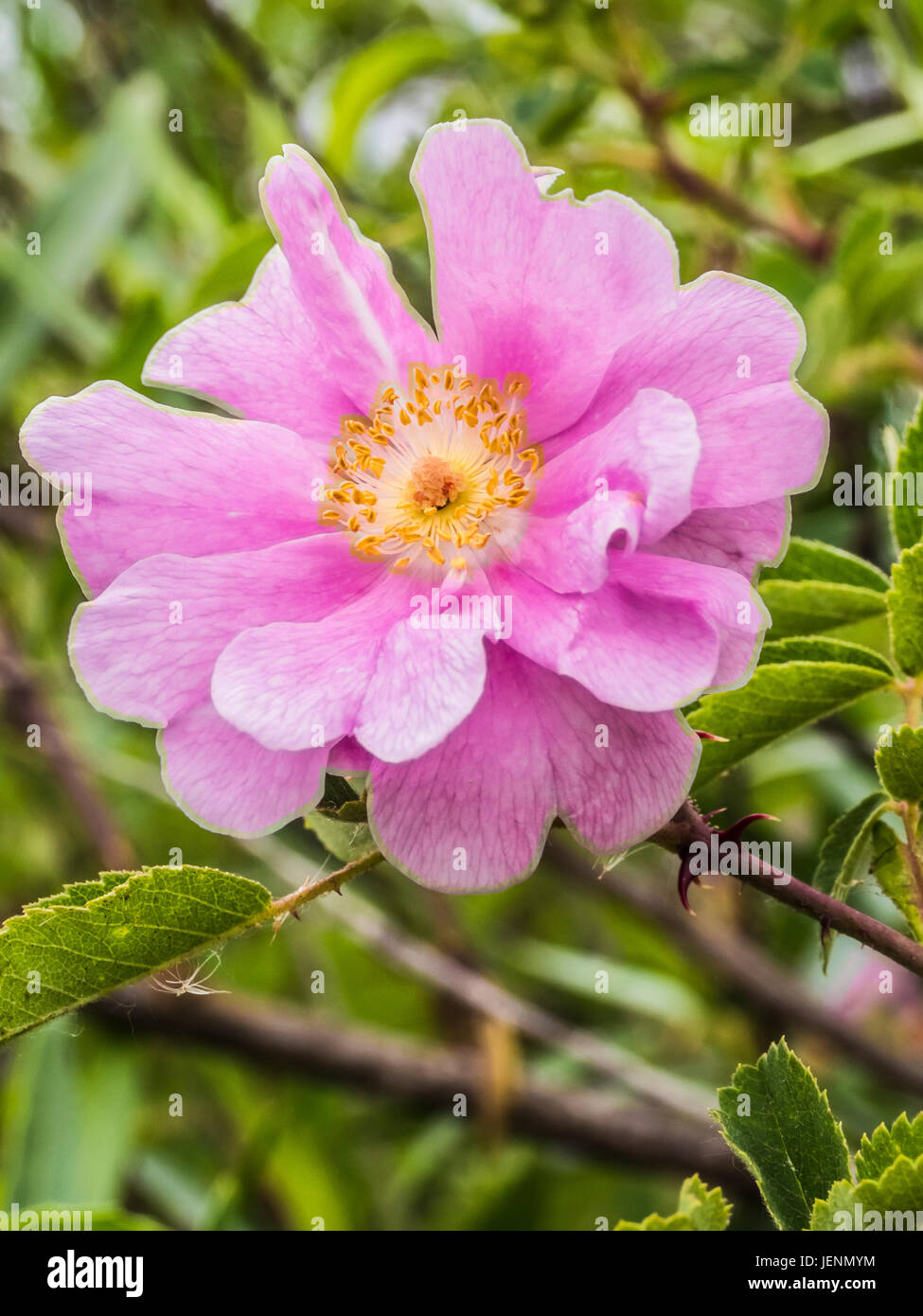 California wild rose hi-res stock photography and images - Alamy