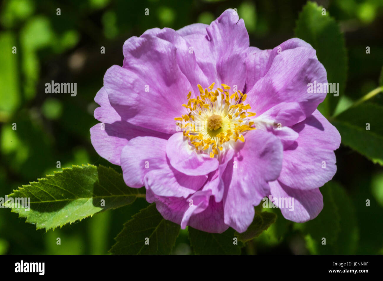 California wild rose hi-res stock photography and images - Alamy