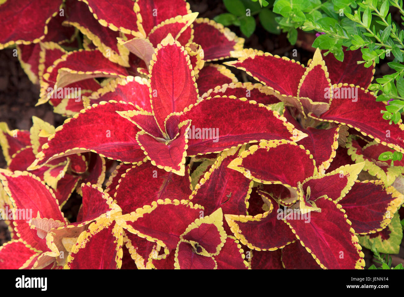 Decorative Coleus Plant Stock Photo - Alamy