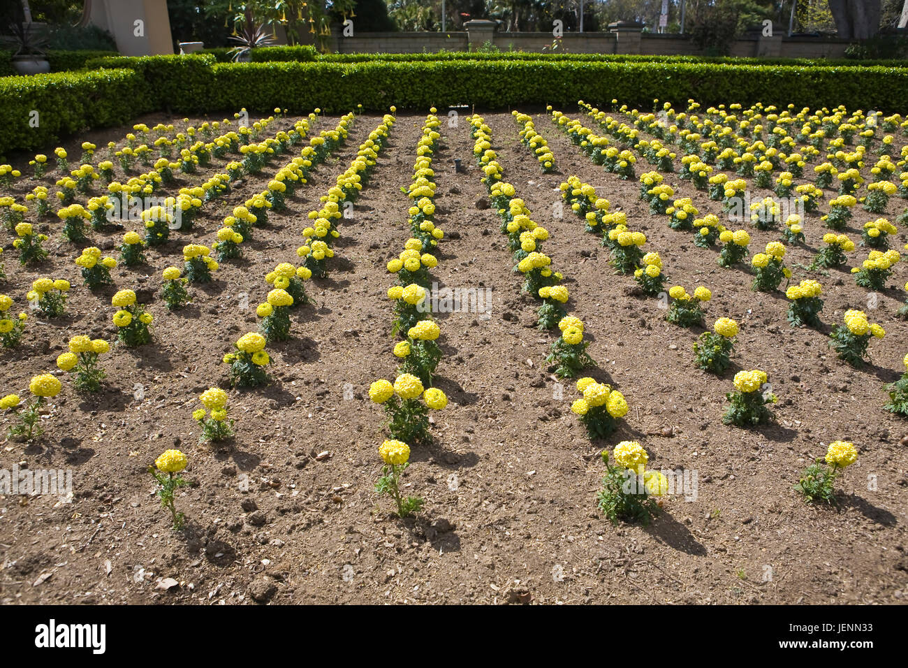 Mexican marigold (Tagetes erecta) is a species of the genus Tagetes ...