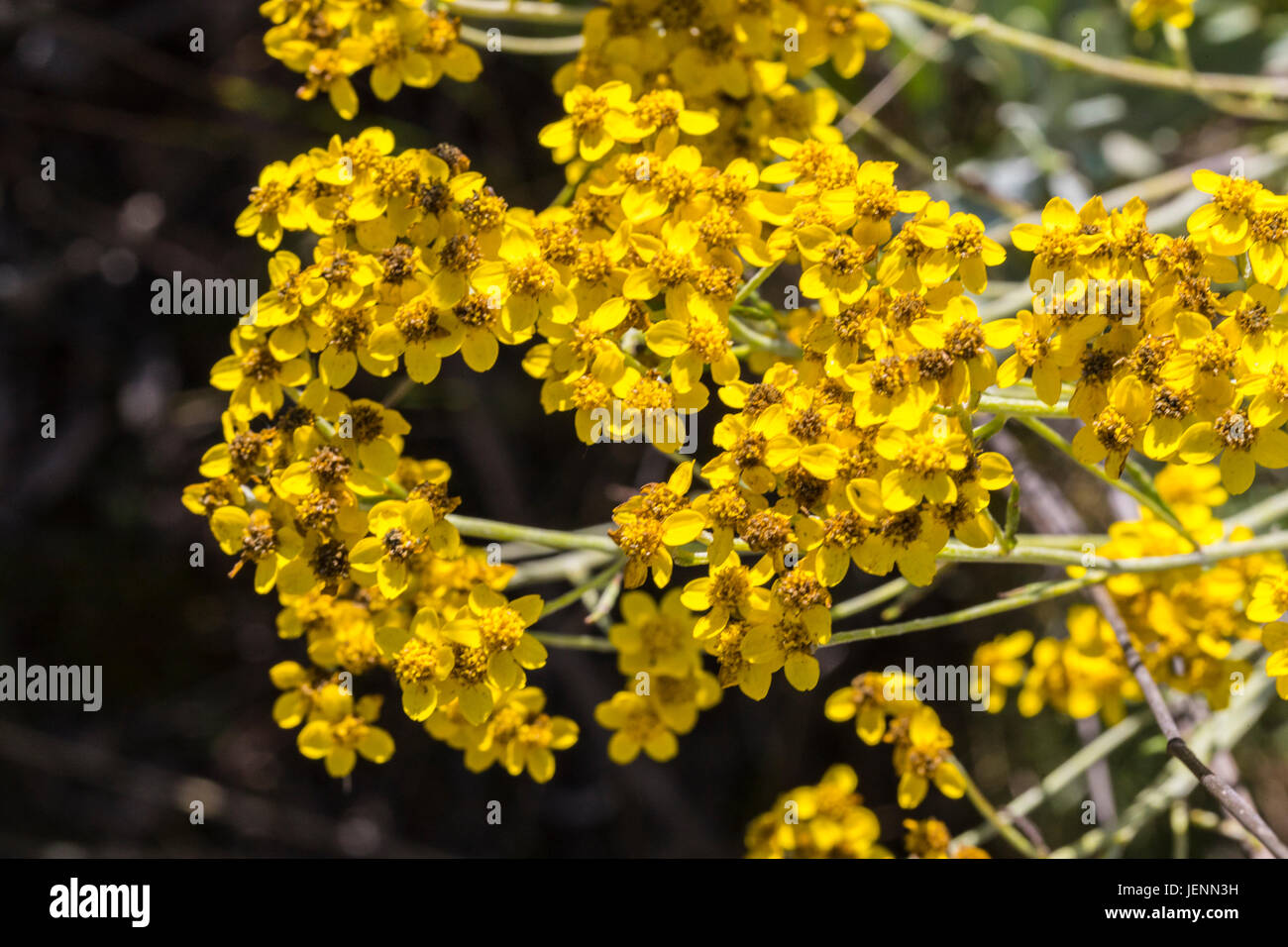 golden yarrow wildflower Stock Photo - Alamy