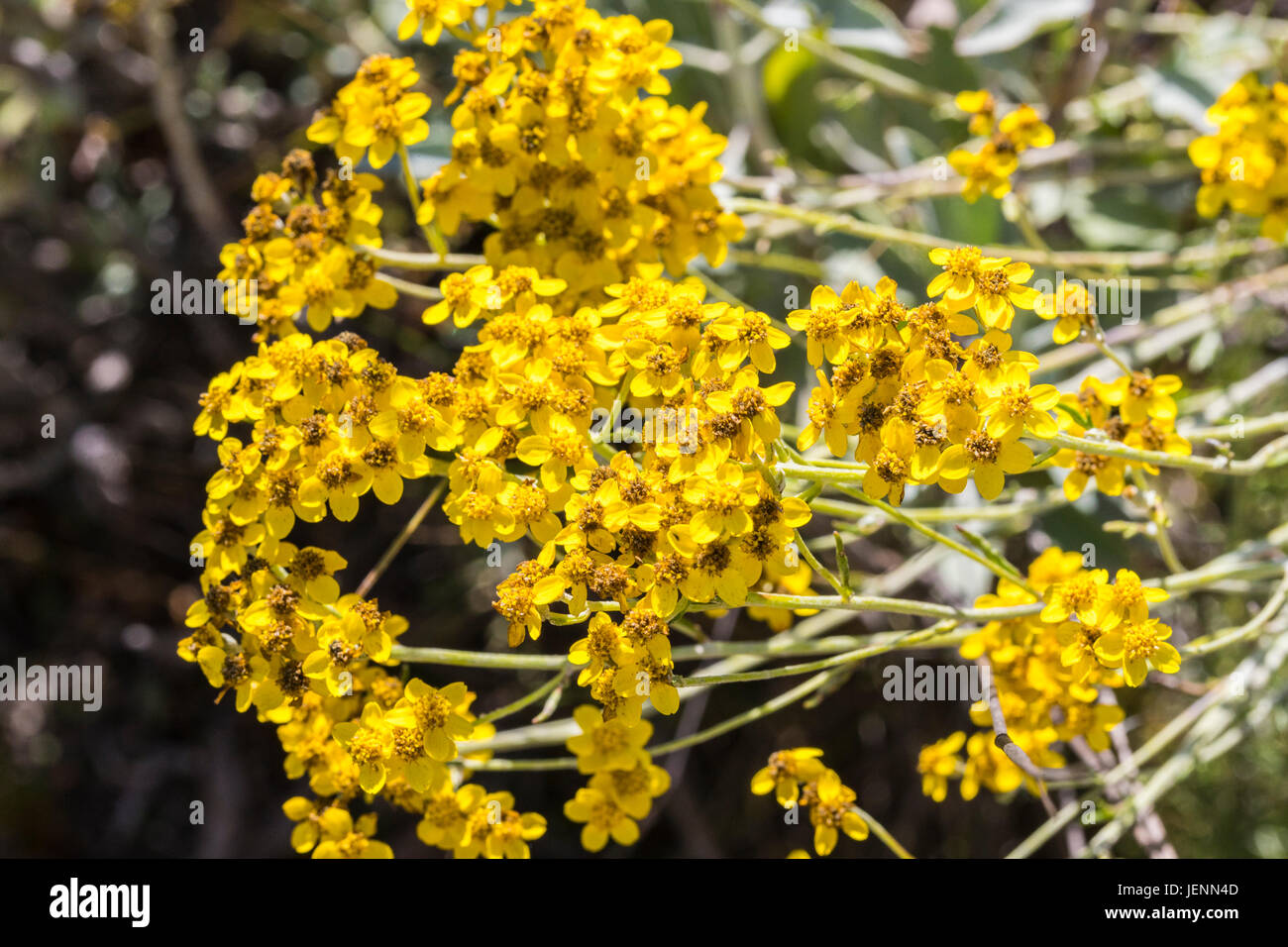 Golden Yarrow Stock Photos & Golden Yarrow Stock Images - Alamy