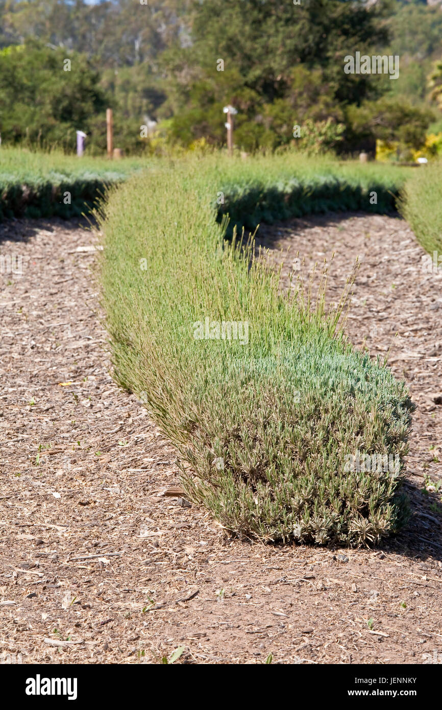 Lavender genus lavandula mint family hi-res stock photography and ...