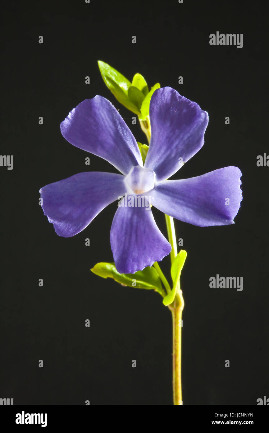 Periwinkle is a genus of five species in the family Apocynaceae, native ...