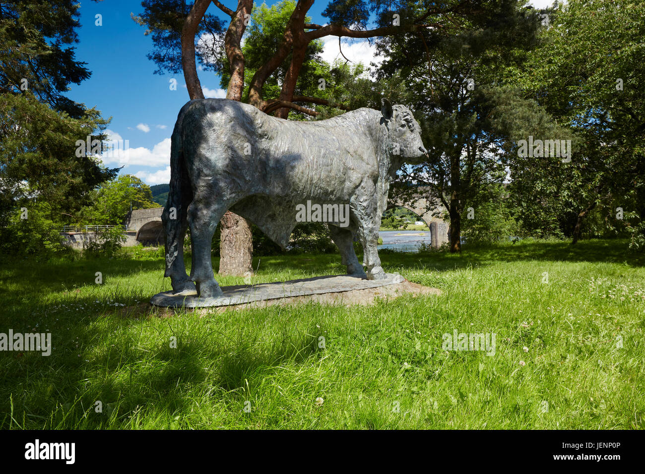 Sculpture of welsh Black Bull by Gavin Fifieldin Builth Wells Powys ...