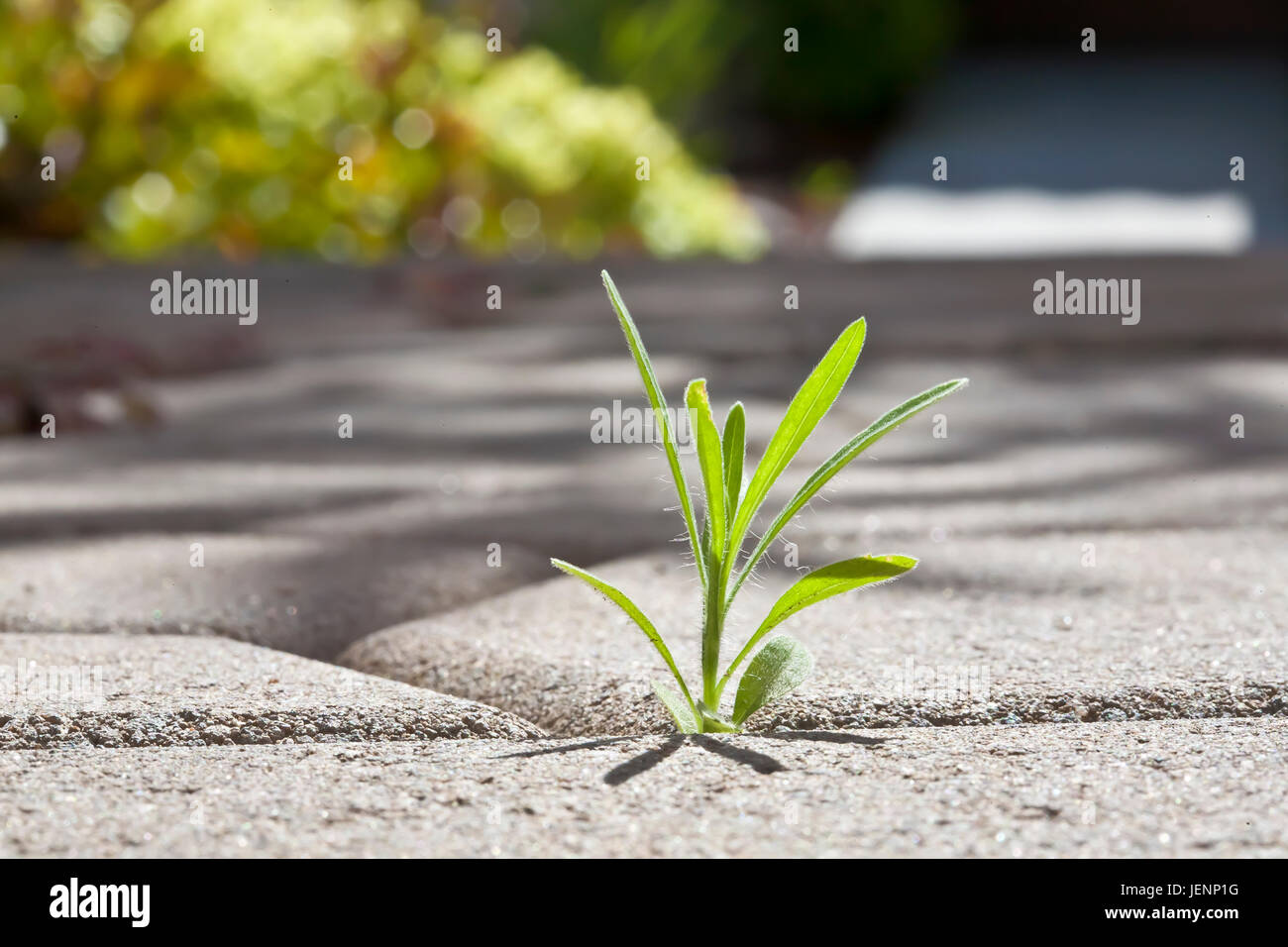 small green plant sprouting between paving stones in garden Stock Photo ...