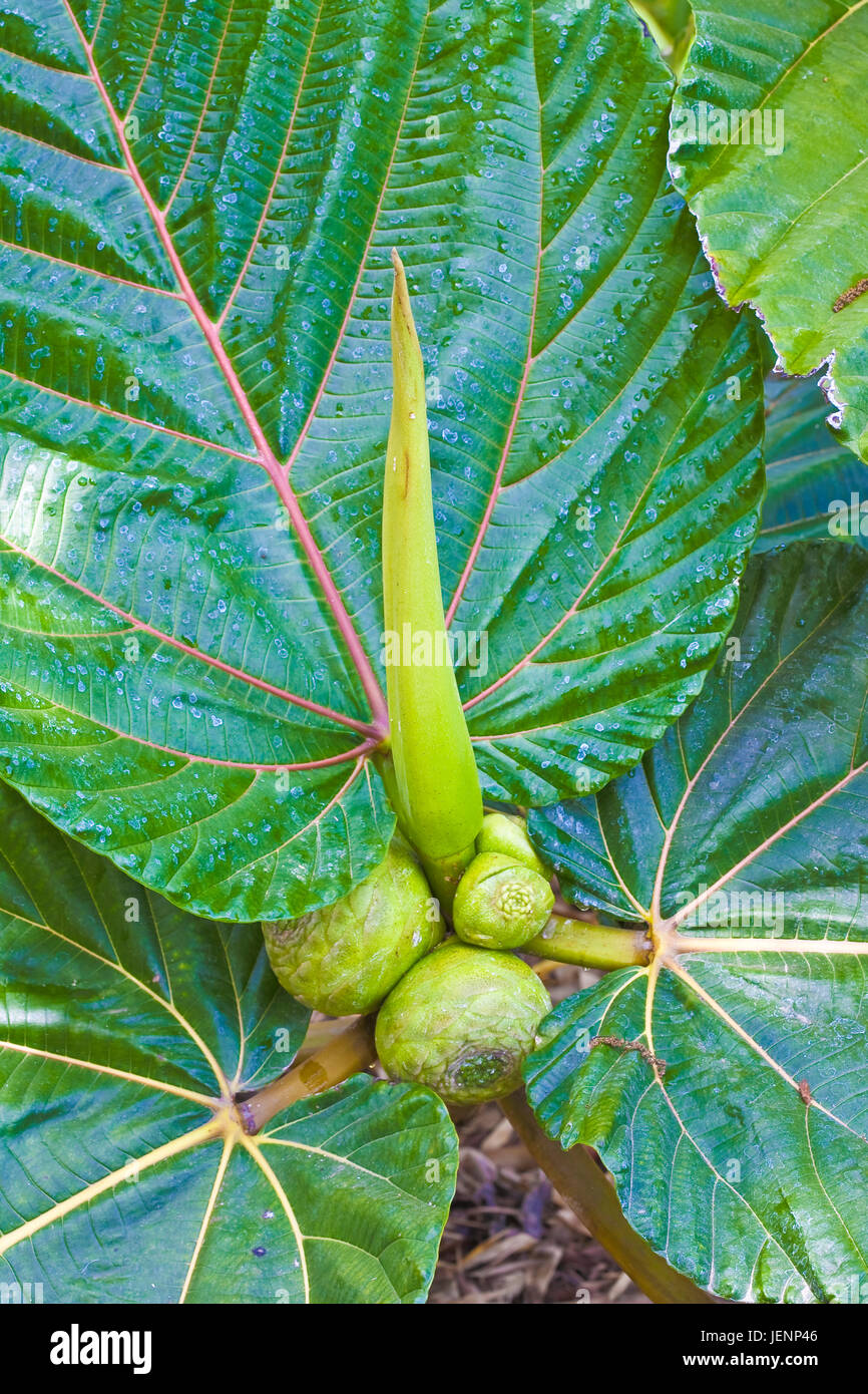 Dinner plate fig Stock Photo - Alamy