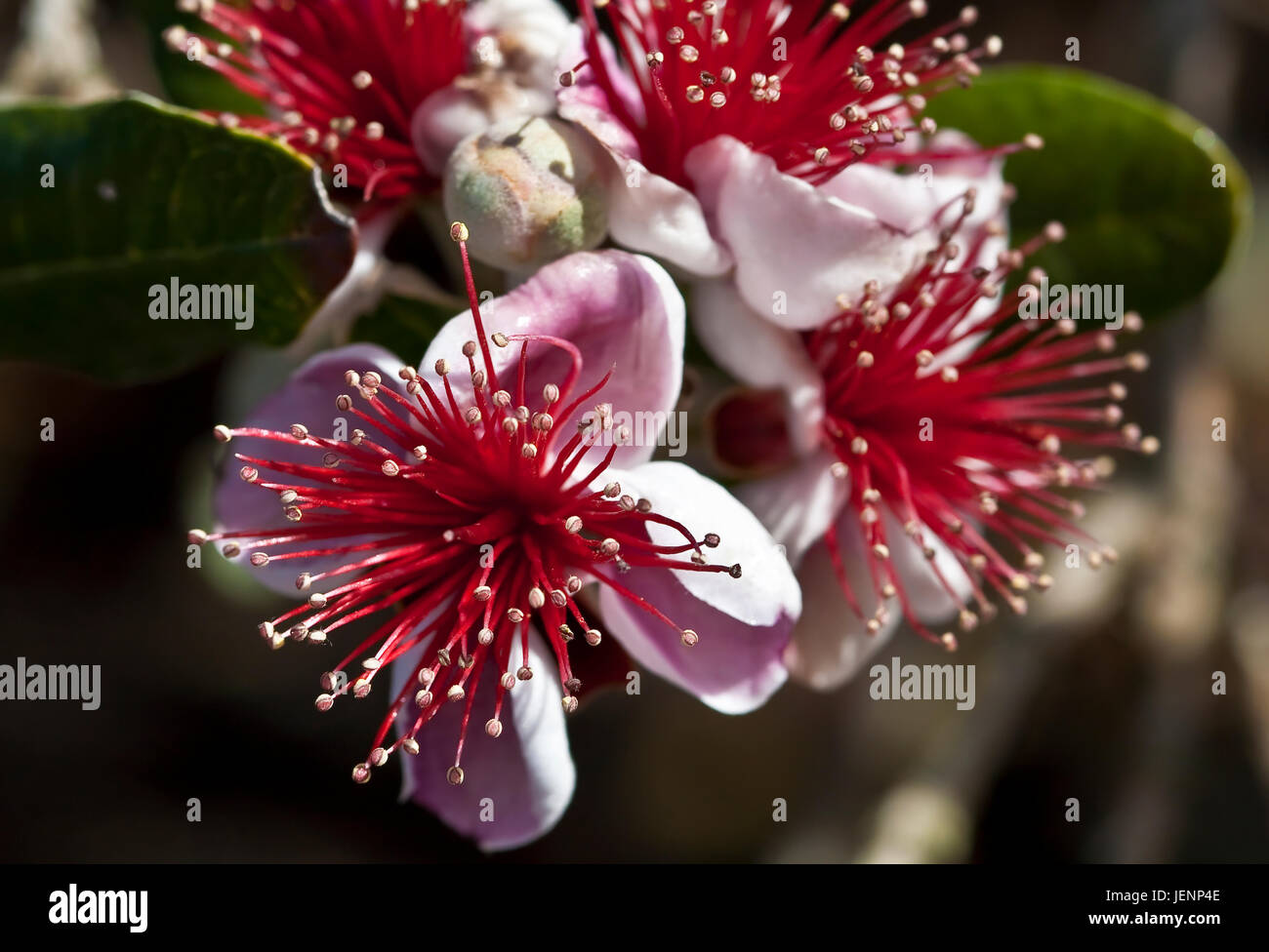 Pink flowers with multiple rich red stamen Stock Photo - Alamy
