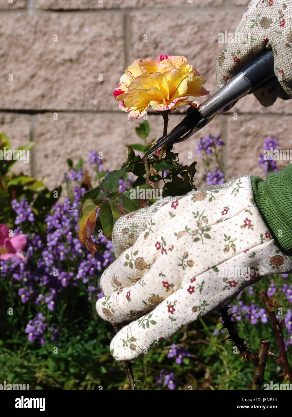 woman trimming rose bush Stock Photo - Alamy