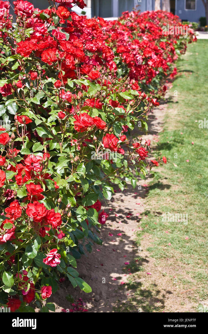 Hedge of red roses in Del Mar, CA US Stock Photo - Alamy