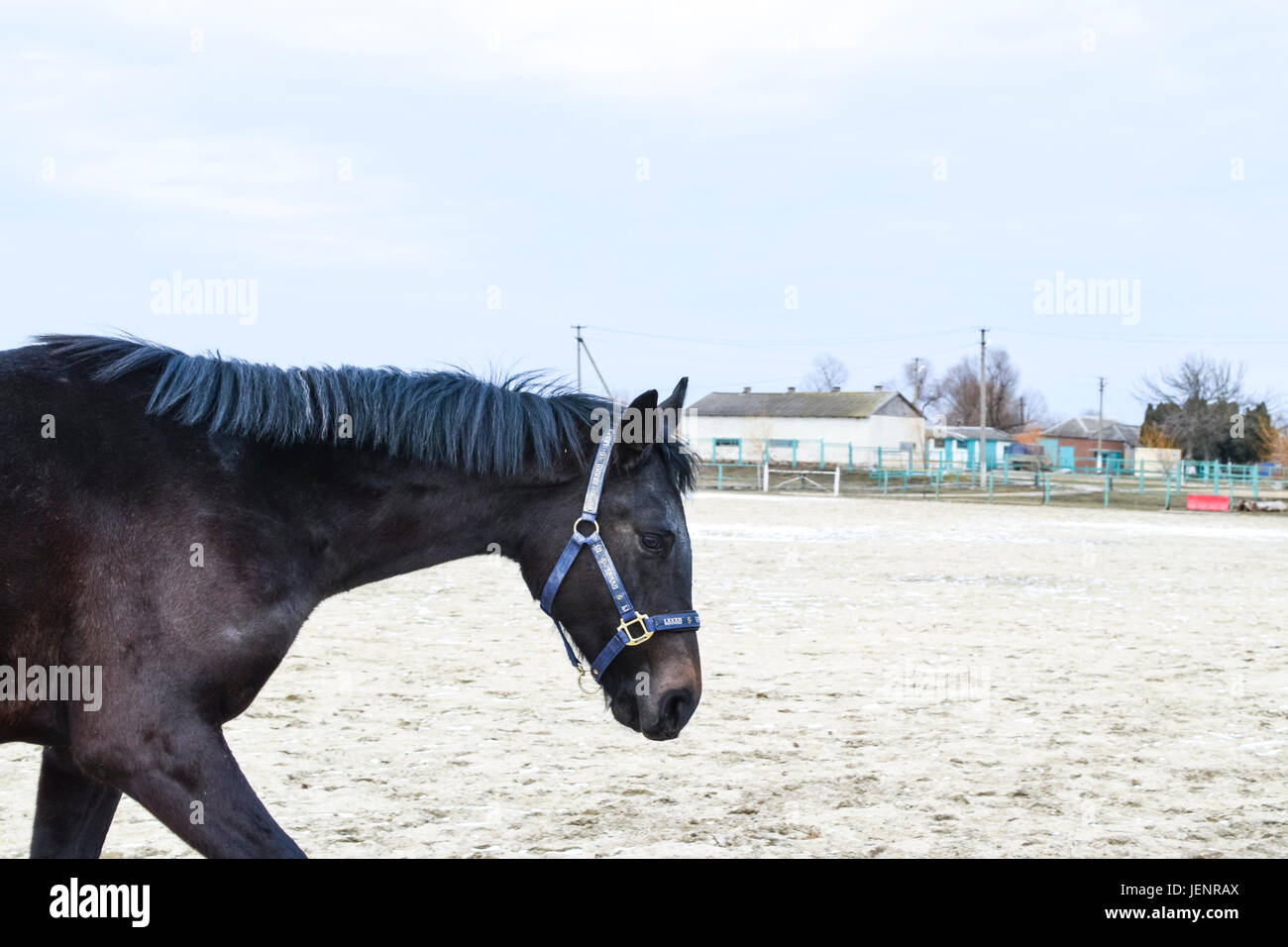 The horse walked around the stadium. Rideable horse Stock Photo - Alamy