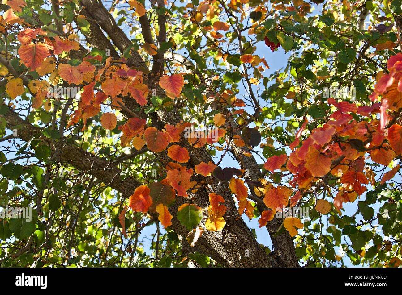 Beautiful multi colored leaves on tree hi-res stock photography and ...