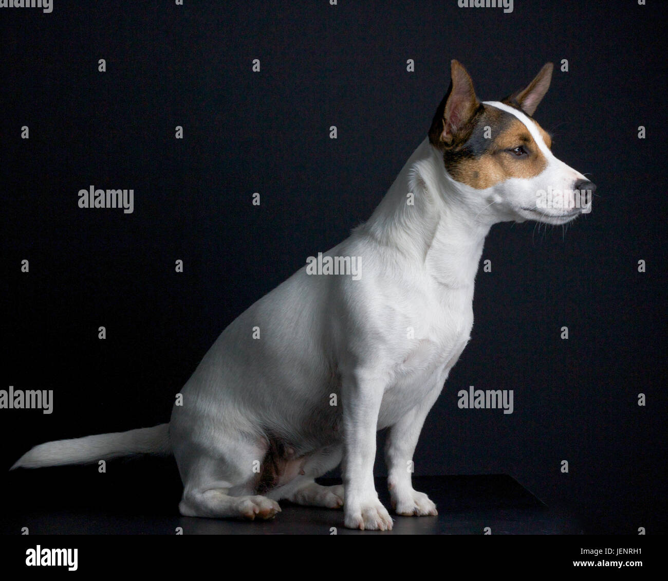 Jack Russell Terrier dog sitting Stock Photo - Alamy