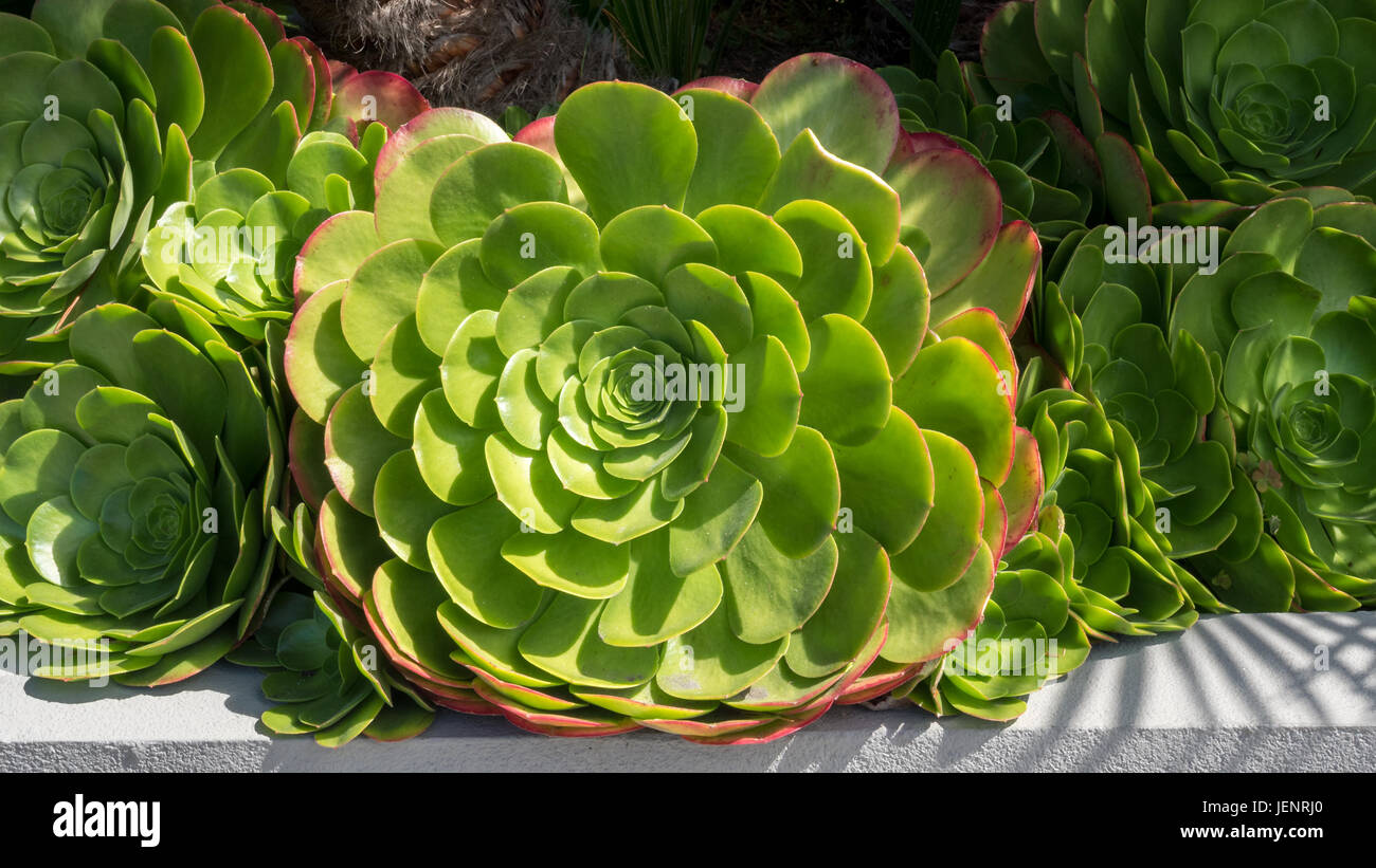 Circular plant hi-res stock photography and images - Alamy