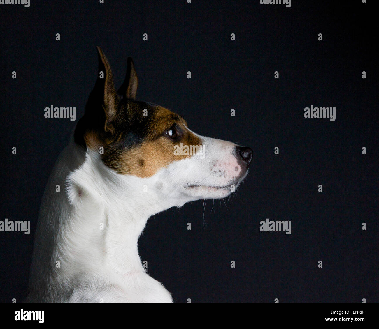 Side profile portrait of a Jack Russell Terrier dog Stock Photo - Alamy