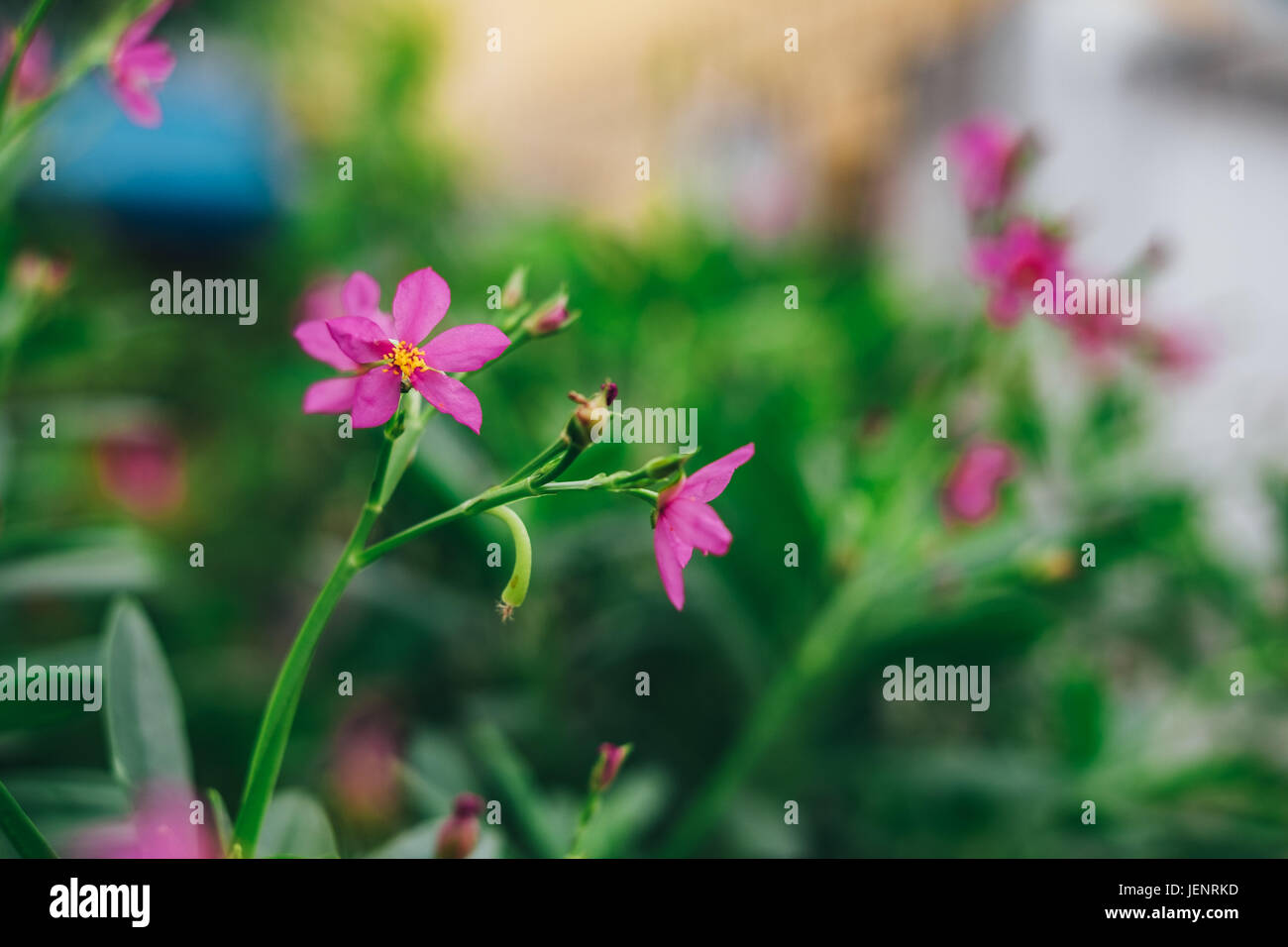 Purple five lobe tiny flower with green blur leaf background Stock ...