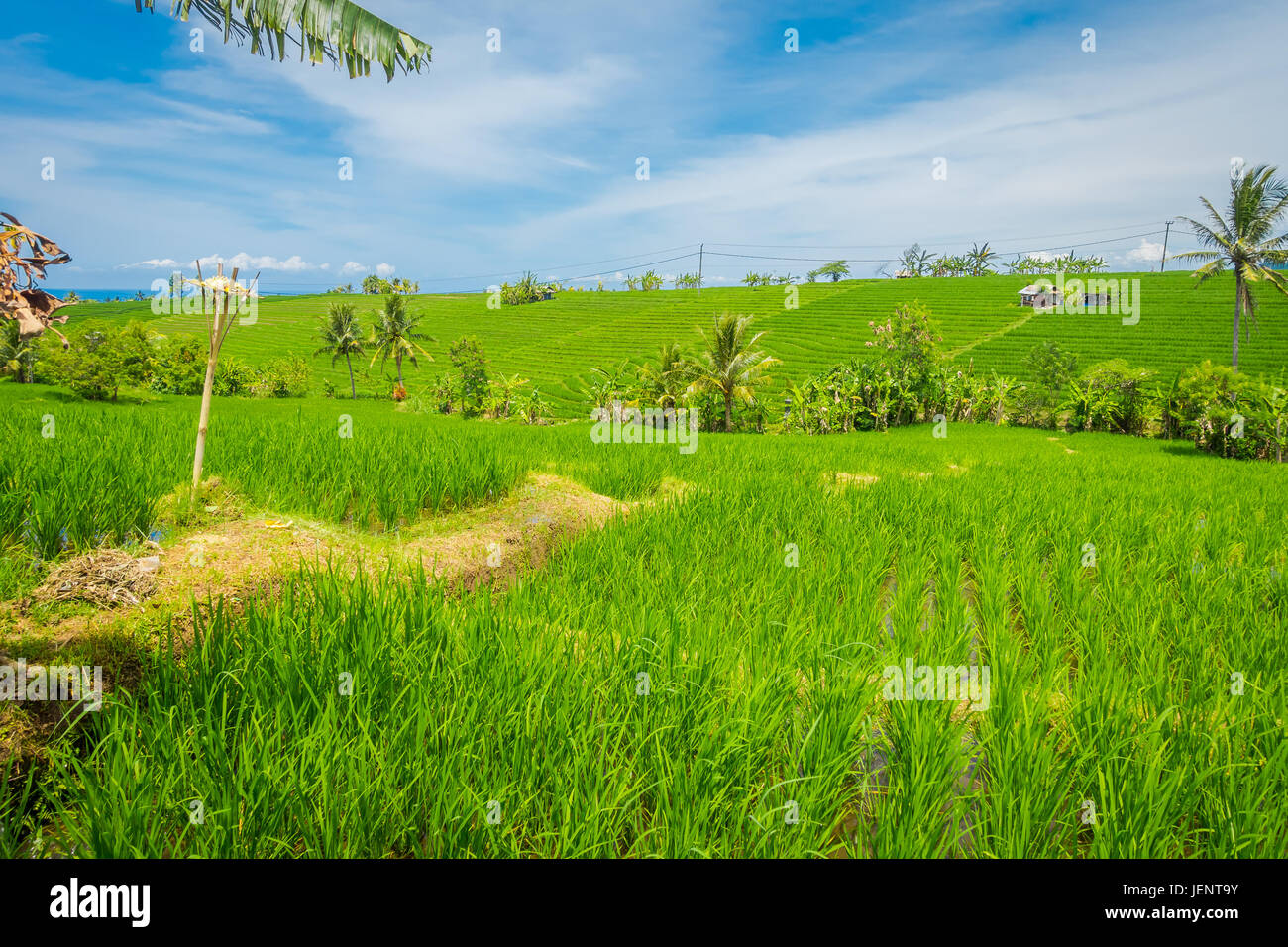 Cropping on terraces hi-res stock photography and images - Alamy