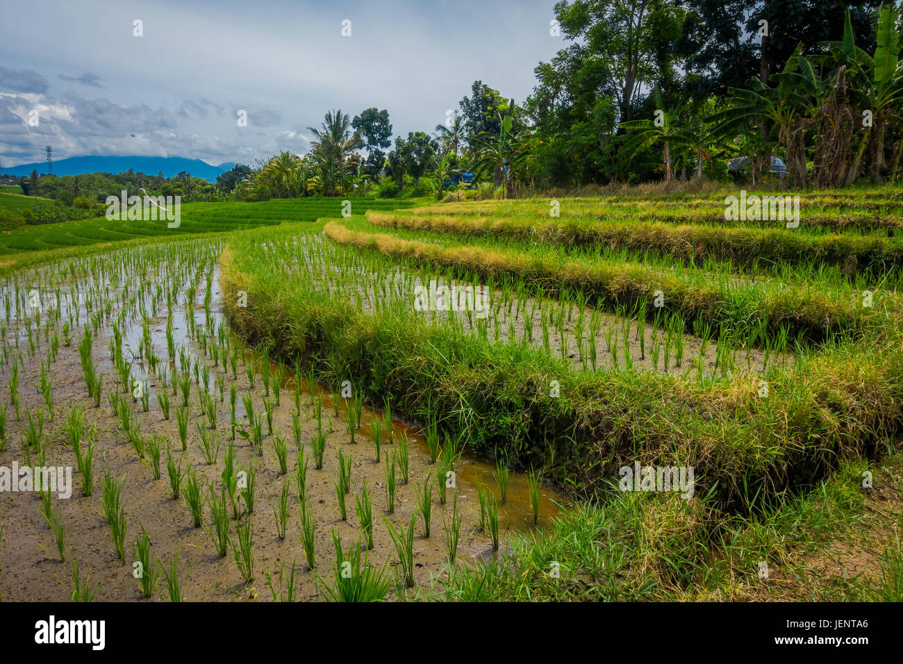 Beautiful green rice terraces with small rice plants growing, near ...