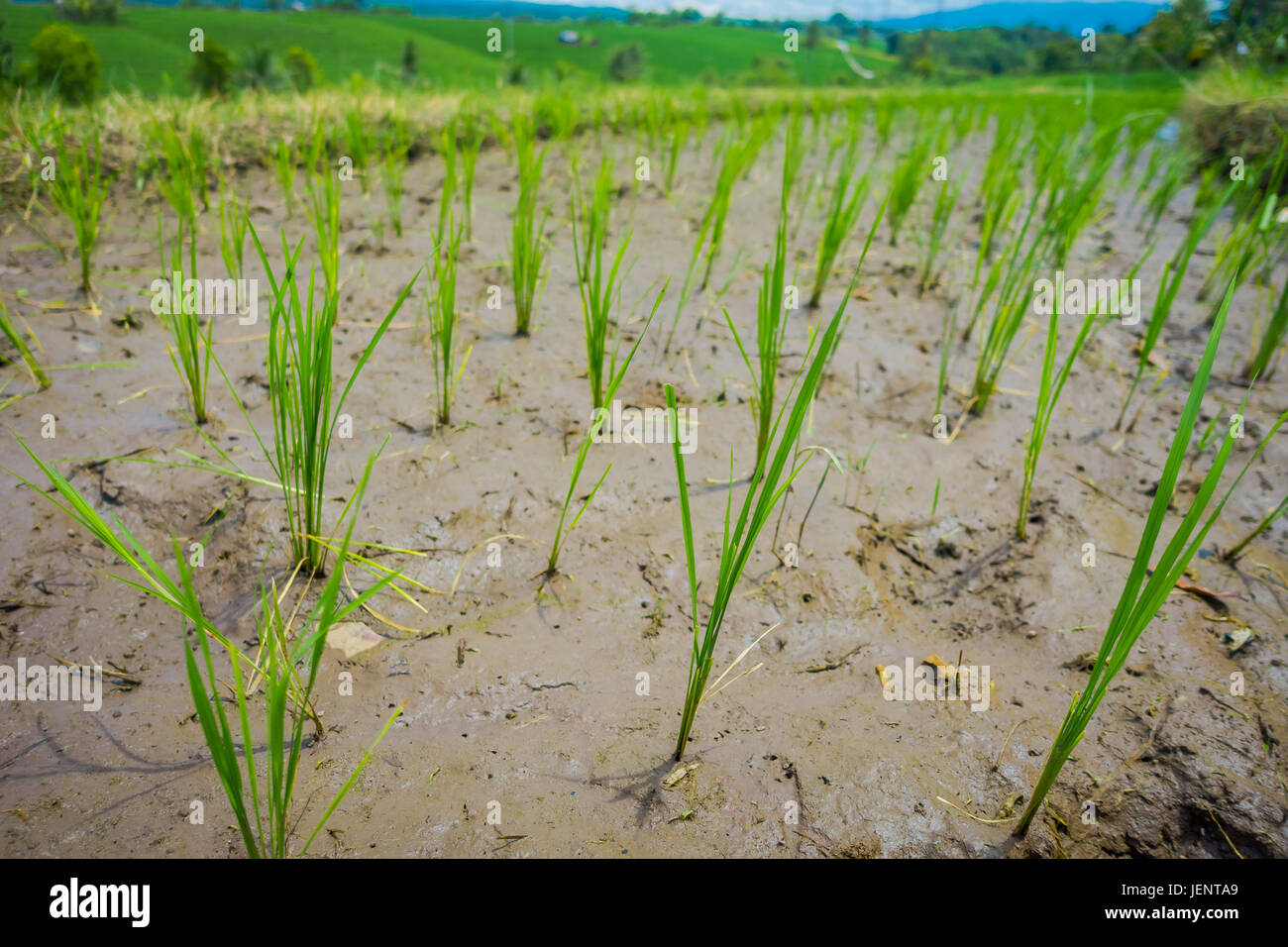 Govithana High Resolution Stock Photography and Images - Alamy