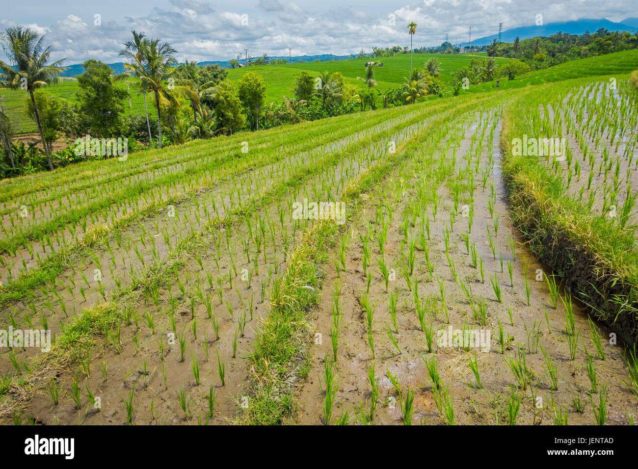 Beautiful green rice terraces with small rice plants growing, near ...