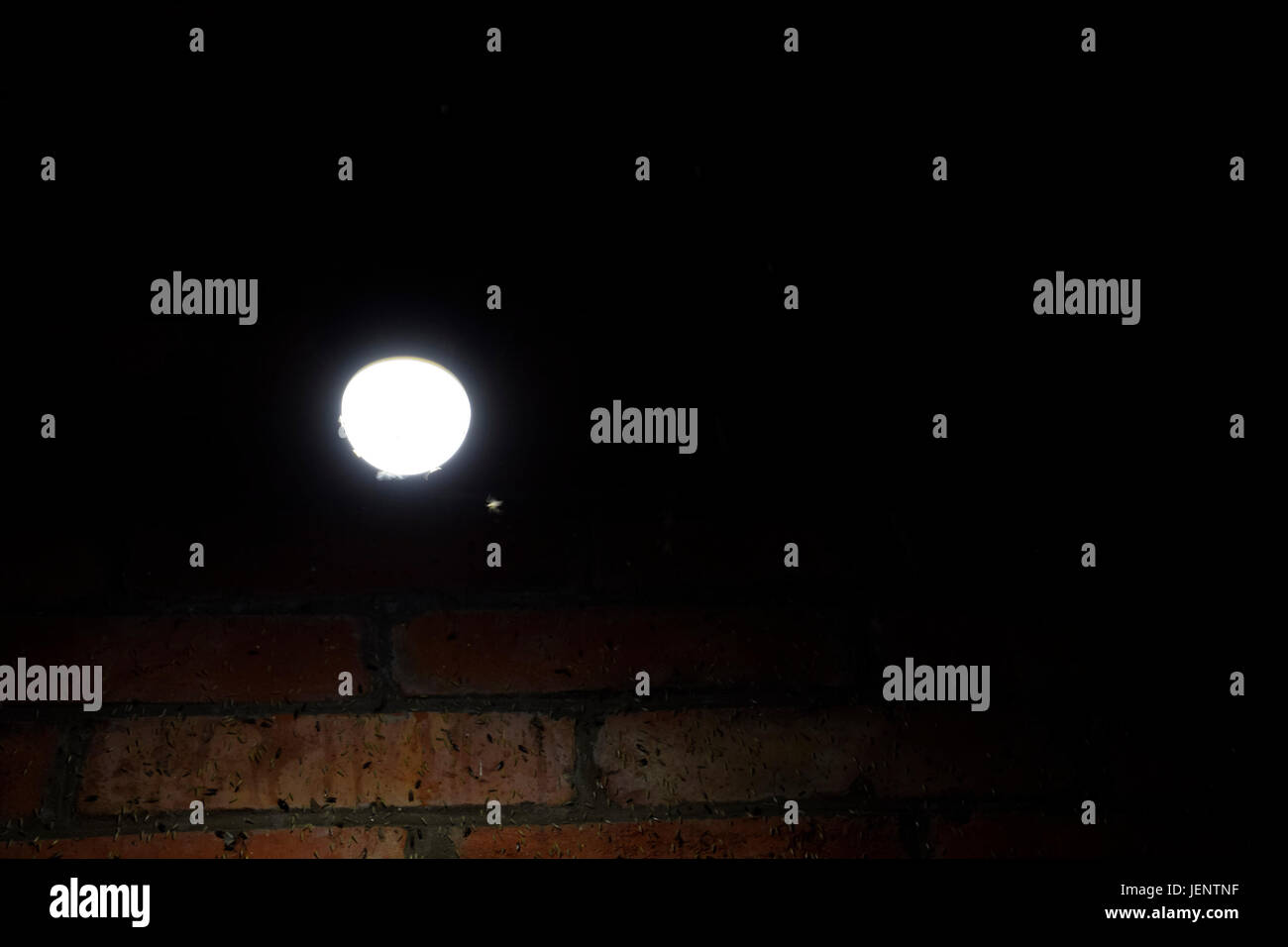 Night insects at a bulb. Attraction of insects light Stock Photo - Alamy