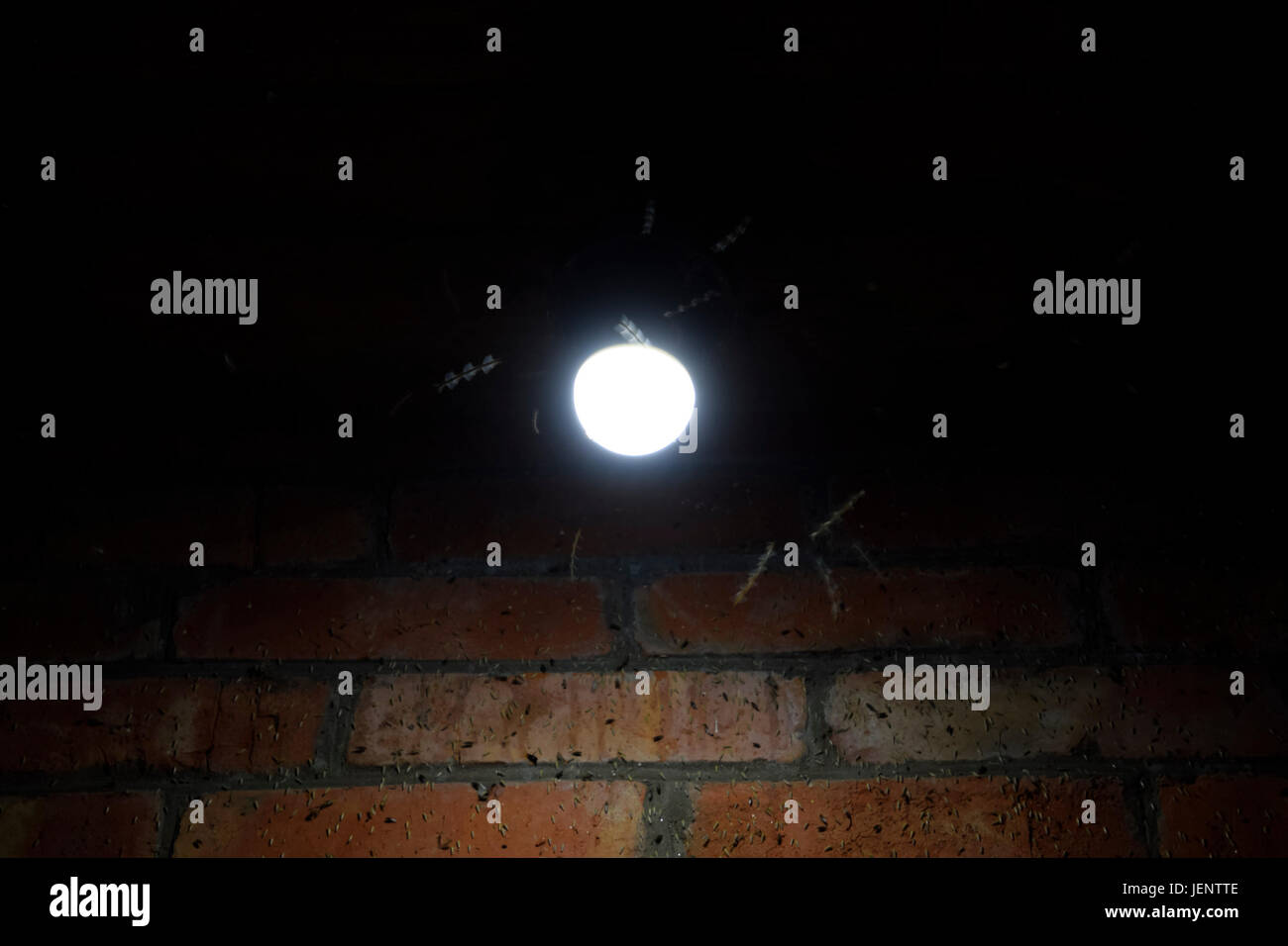 Night insects at a bulb. Attraction of insects light Stock Photo - Alamy