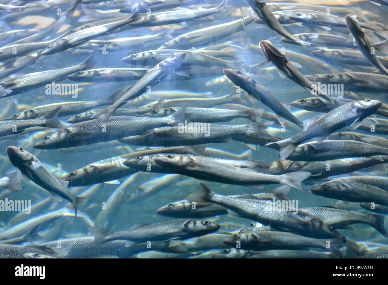 School of silver fish hi-res stock photography and images - Alamy