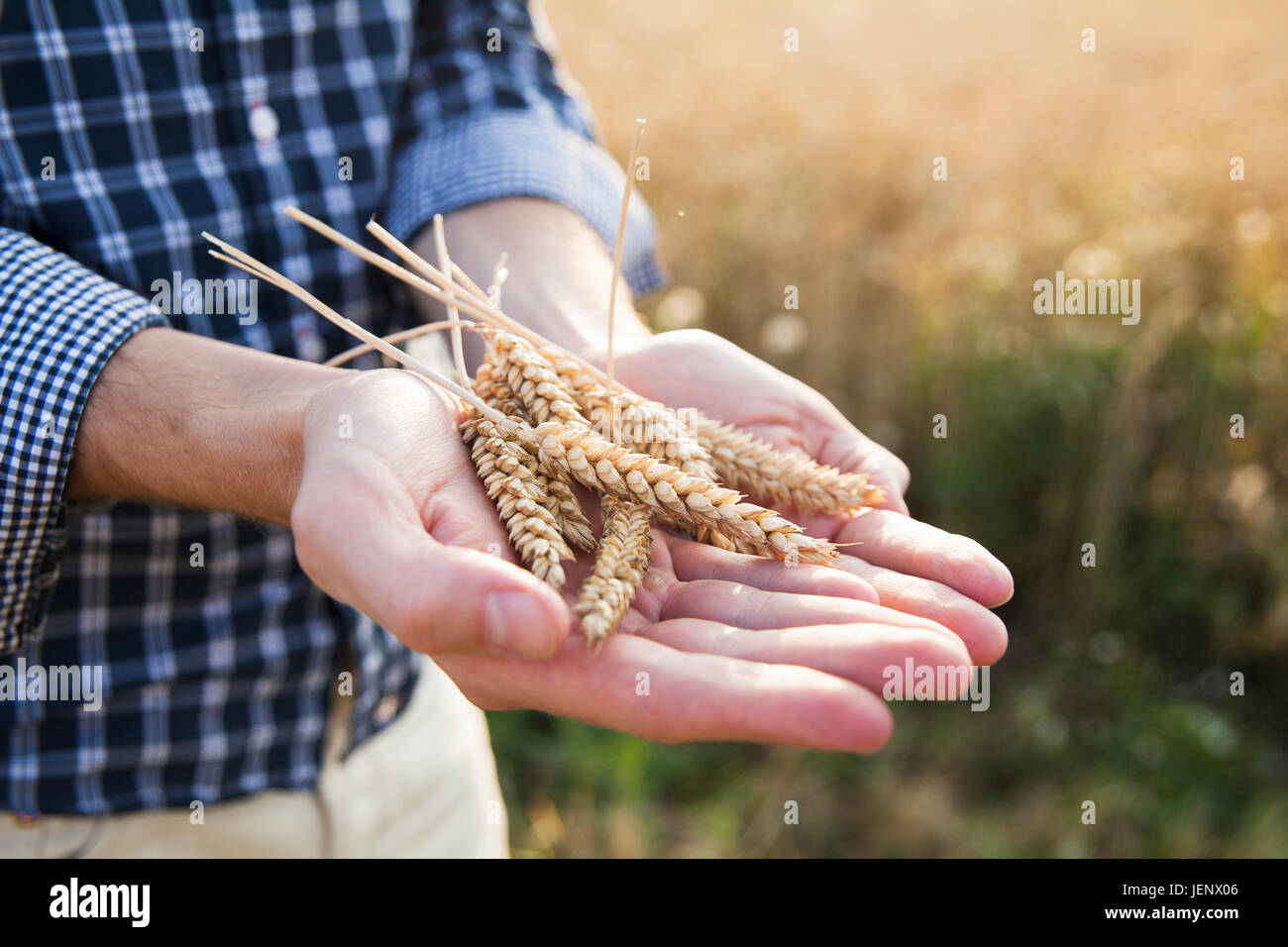 Hand holding wheat plants hi-res stock photography and images - Alamy