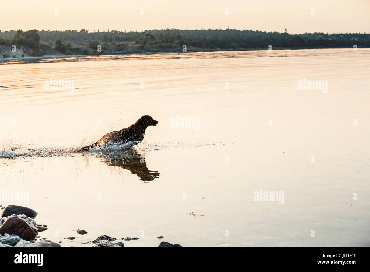 Dog running in water Stock Photo - Alamy