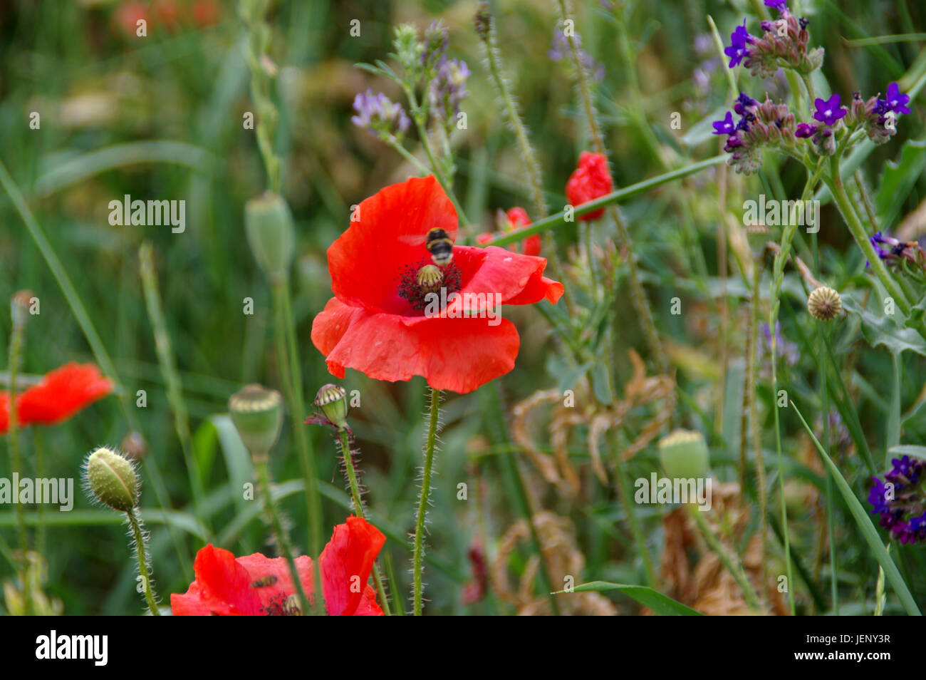 Red weed. Poppy seed on meadow Stock Photo - Alamy