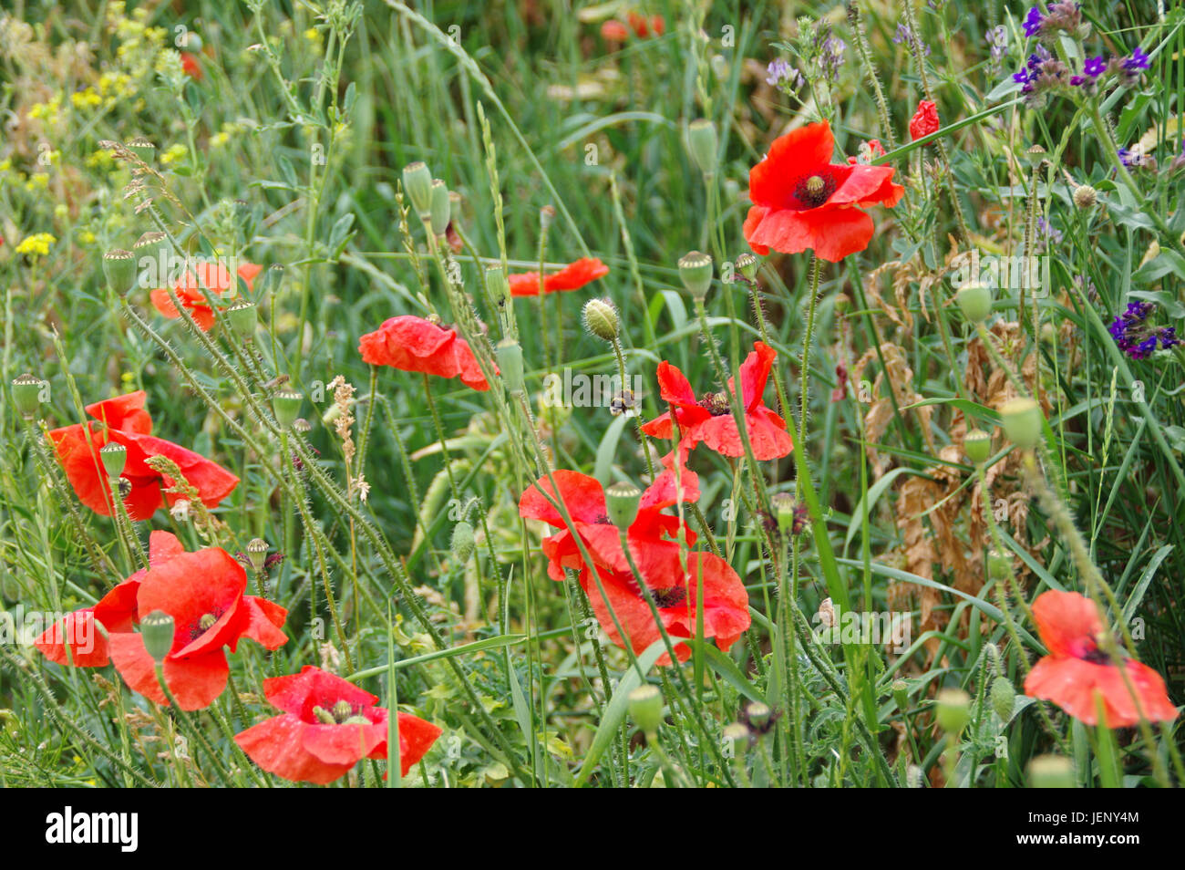 Red weed. Poppy seed on meadow Stock Photo - Alamy