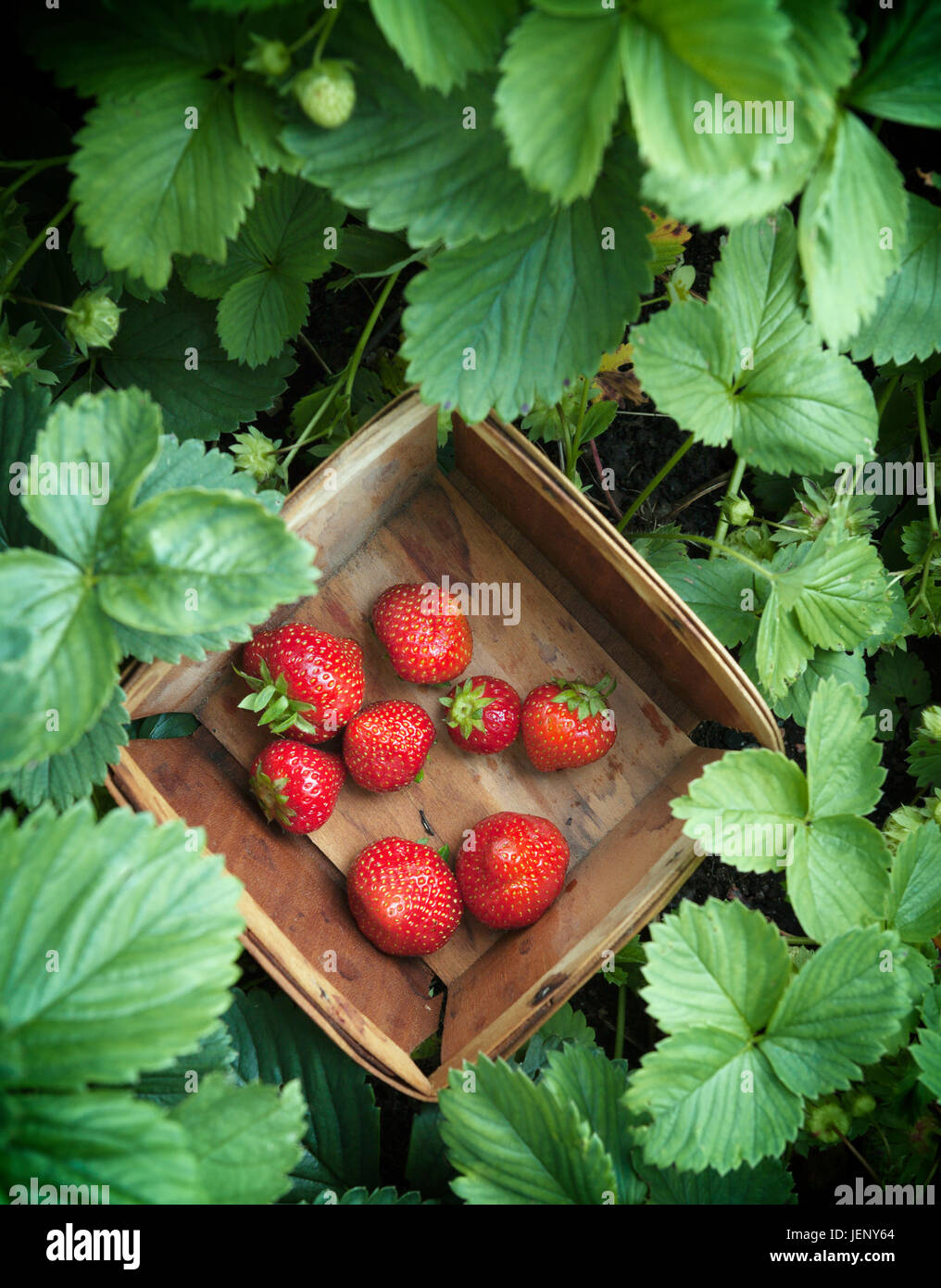 Strawberries in box Stock Photo - Alamy