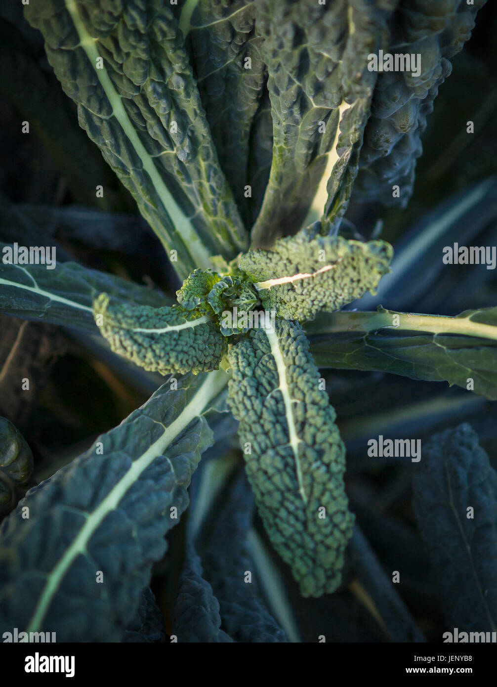 Kale close up hi-res stock photography and images - Alamy