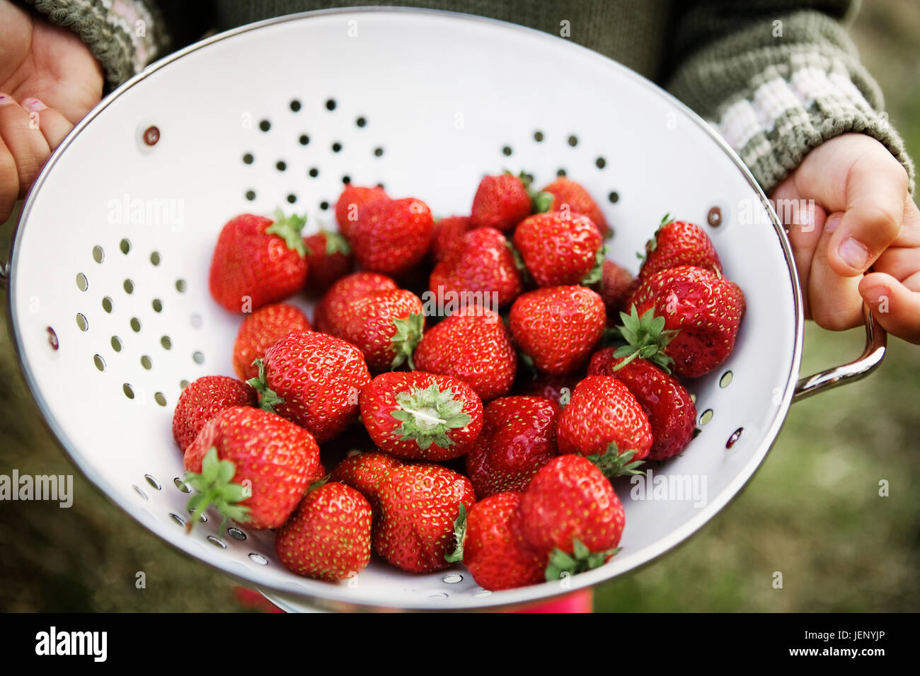 Hands holding colander with strawberries Stock Photo - Alamy