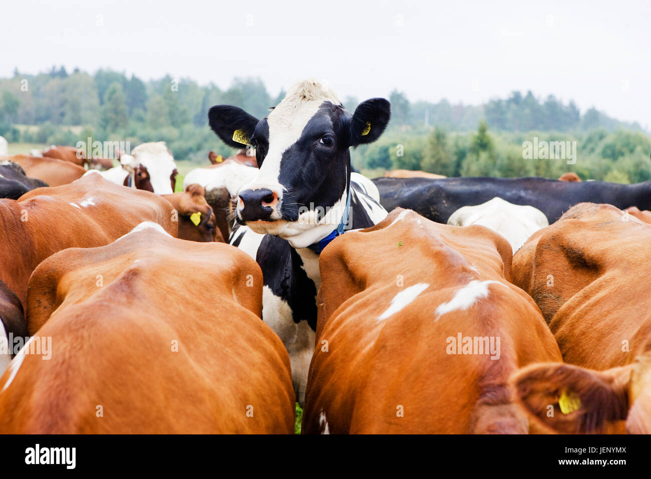 Cows head upward hi-res stock photography and images - Alamy